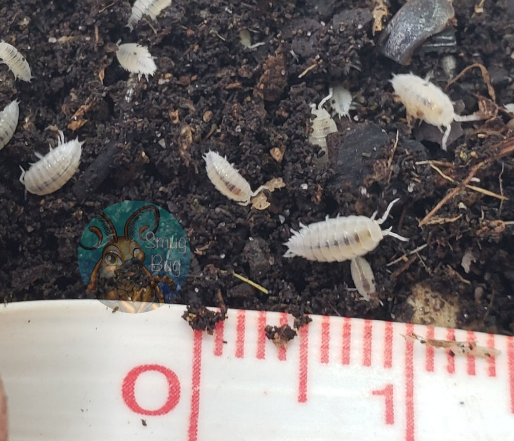 The Use of Dwarf White Isopods in the Reptile Hobby