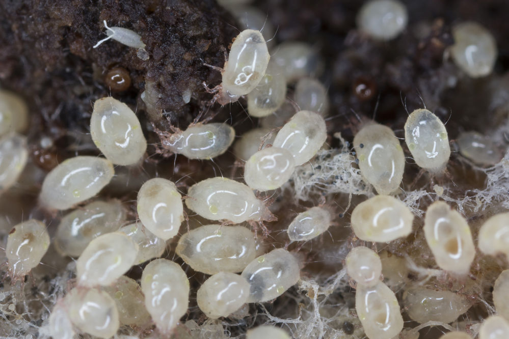 Mites in Isopod Setups