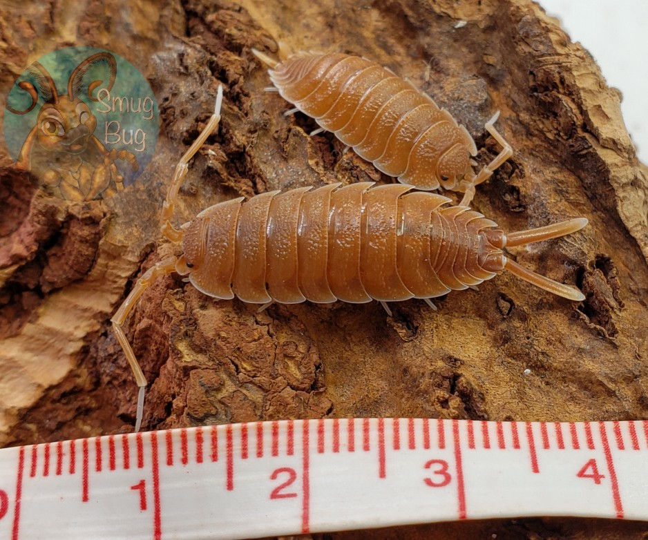 Misconceptions in Giant Isopod Care