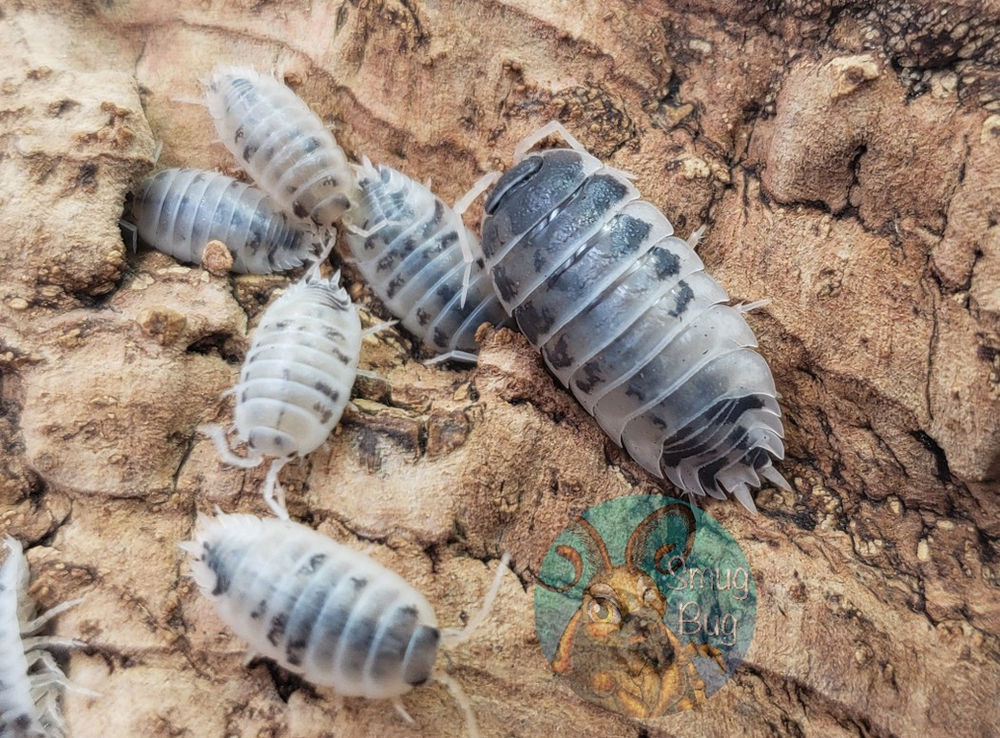 Beginner Friendly Isopods