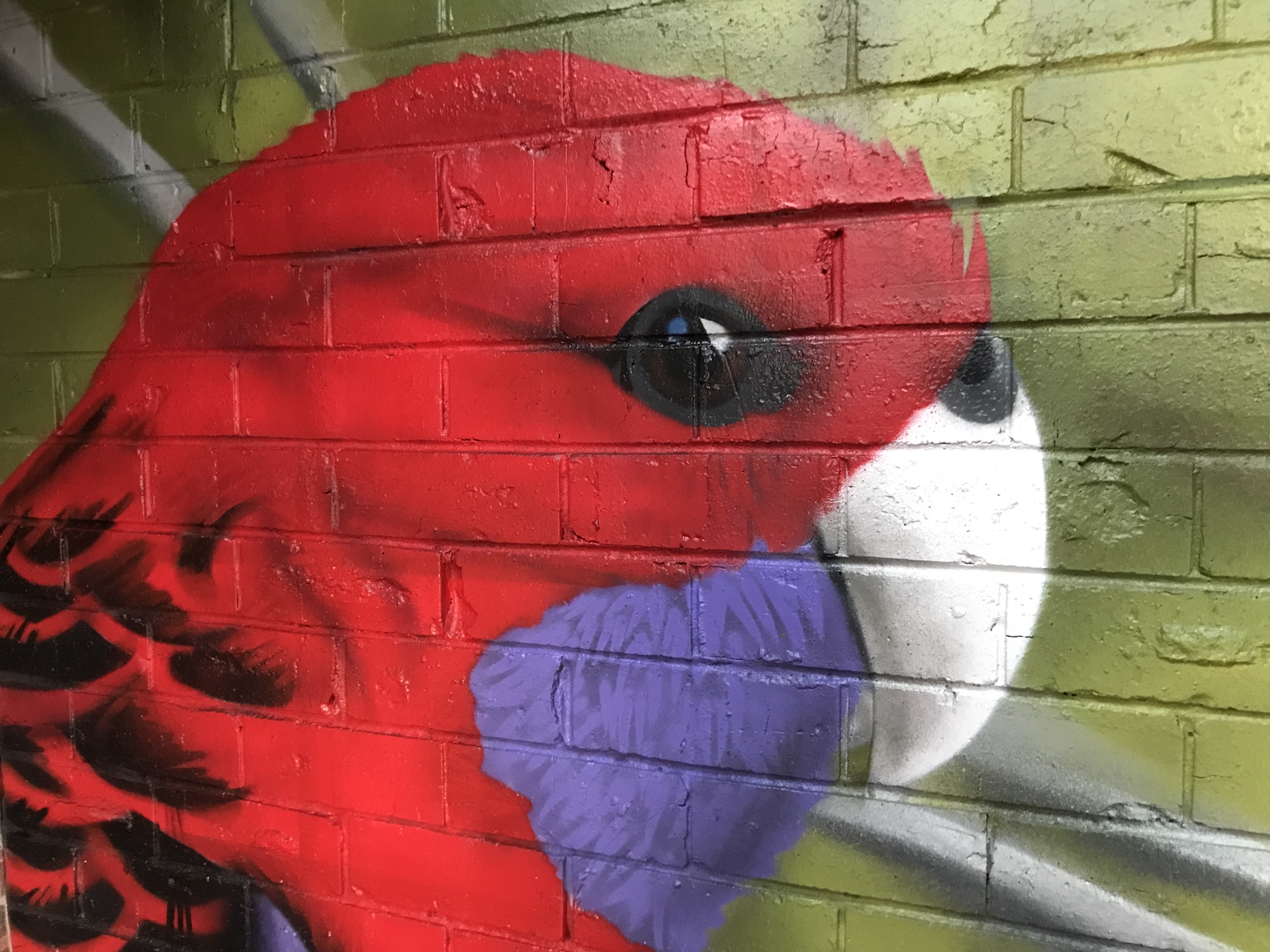 Australian Wildlife | Murals & Street Art | Urban Art