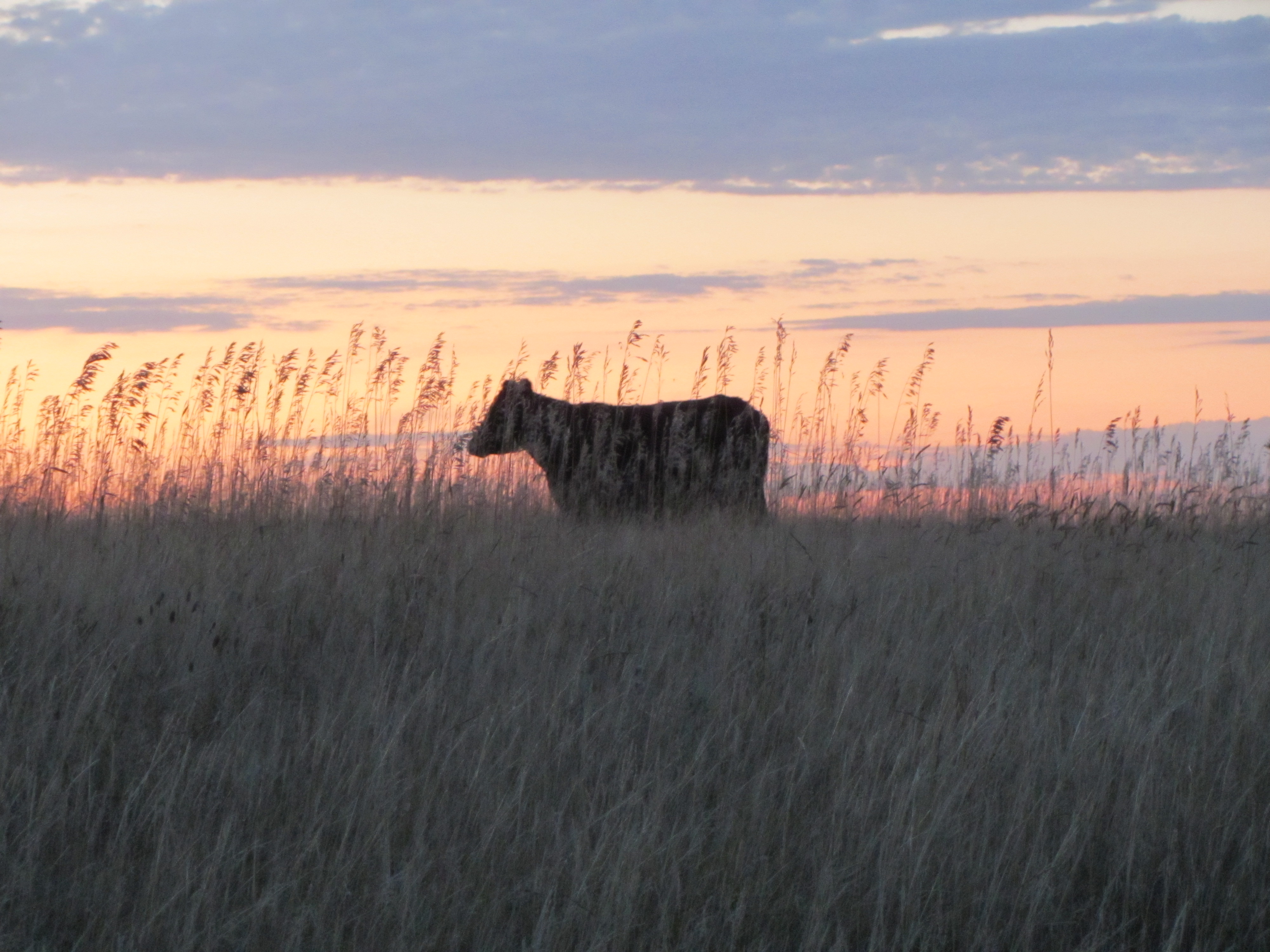 Seek First Ranch|Holistic Management Educators|Beef| USA