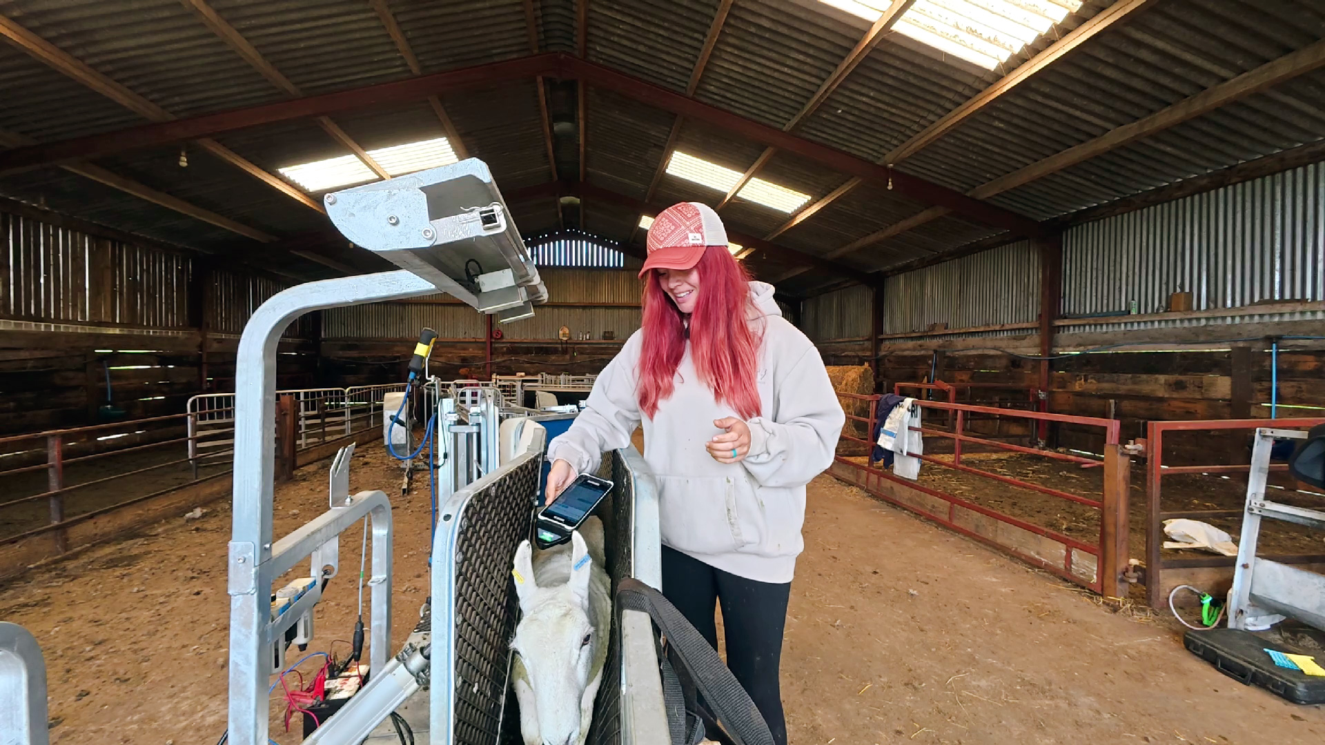 Sheep recording made easy