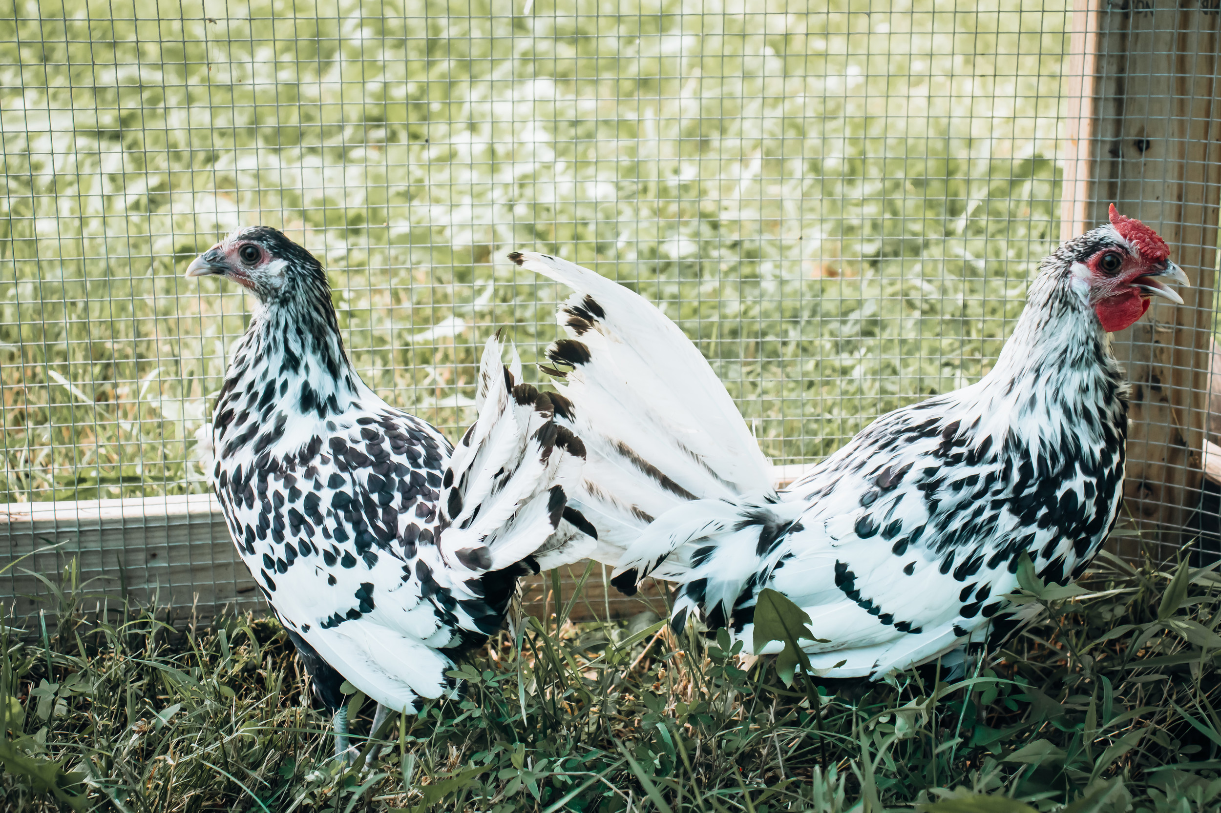 HOME | American Seramas