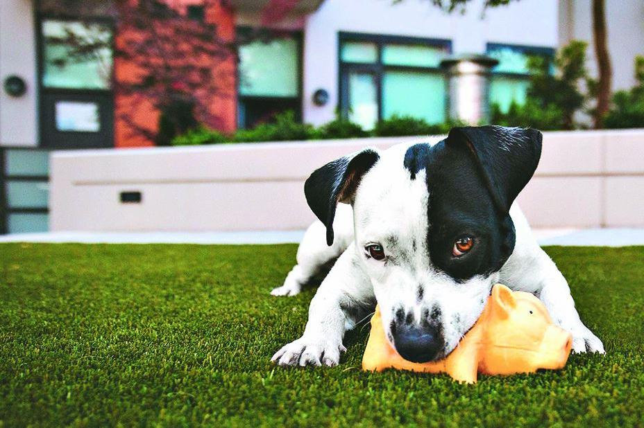 Direitos e deveres para quem tem animais de estimação no condomínio
