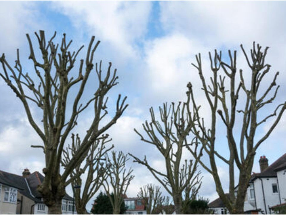 Why Tree Topping or Lopping Is Bad | The Tree Man