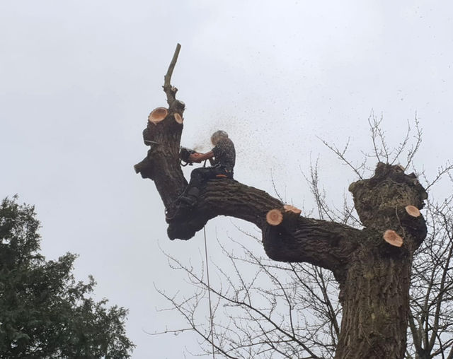 treeman tree specialist