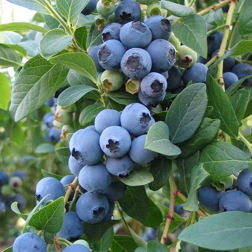 Myrtillier - Bluecrop | Pépinière fruitiers