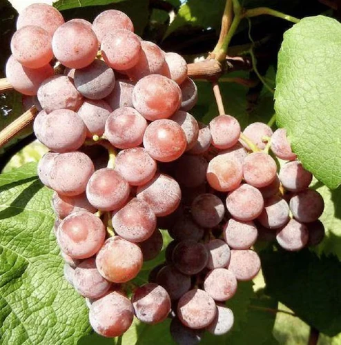 Raisin de Table - Catawba | Pépinière fruitiers