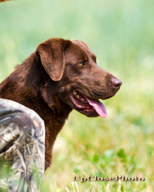 Harness Creek Retrievers