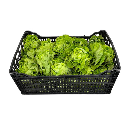 Caja de Lechuga Francesa 12pz | DAC Playa del Carmen