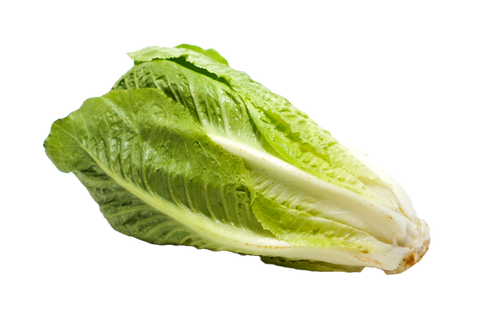 Lechuga Larga | DAC Cancún