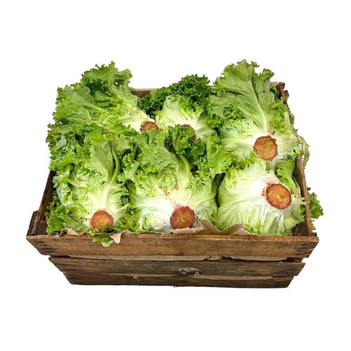 Caja de Lechuga Japonesa 12pz | DAC Playa del Carmen