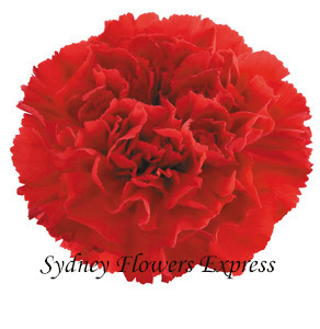 Sim carnation - red | lo-doan