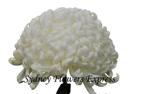 Chrysanthemum (disbud) - white | lo-doan