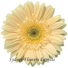 Gerbera - cream | lo-doan