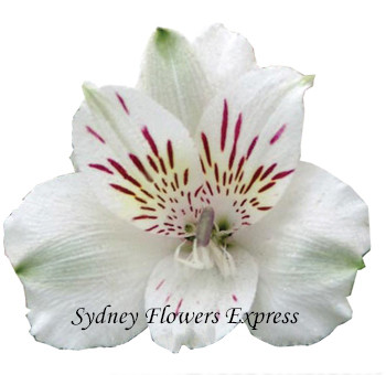 Alstroemeria - white | lo-doan