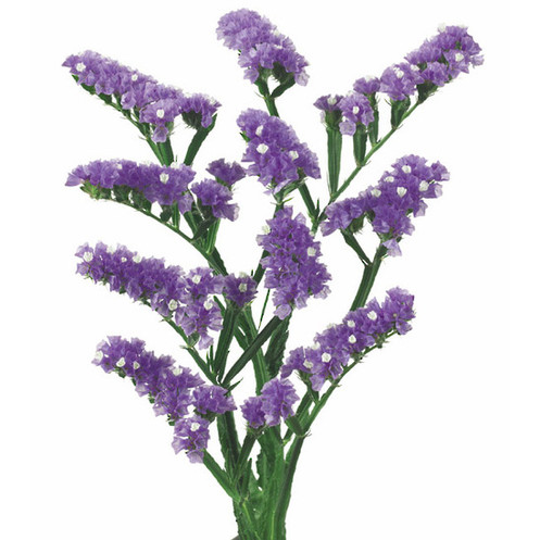 Tissue Culture Statice - Lavender