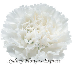 Sim carnation - white | lo-doan