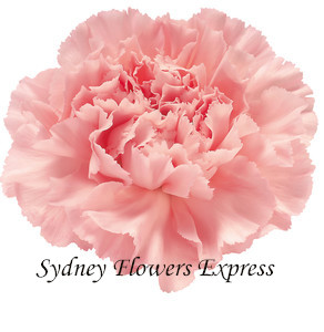 Sim carnation - pink | lo-doan