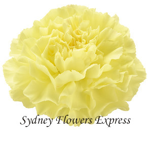 Sim carnation - yellow | lo-doan