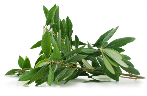 Olive leaves | lo-doan