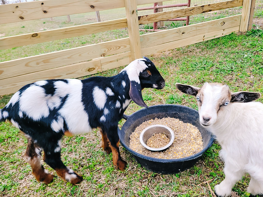 About Us | Parkton Animal Oasis