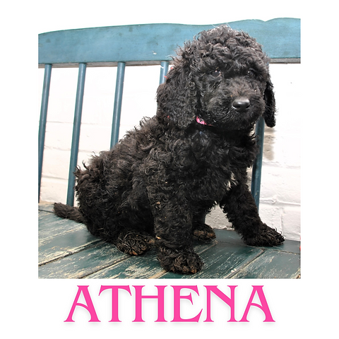 Available Pets | Brewers Doodles