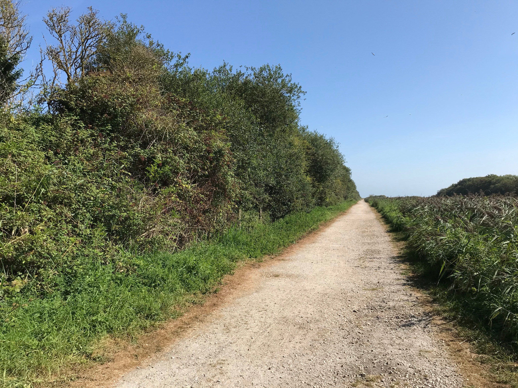 Wn03 Le Beau Guillot