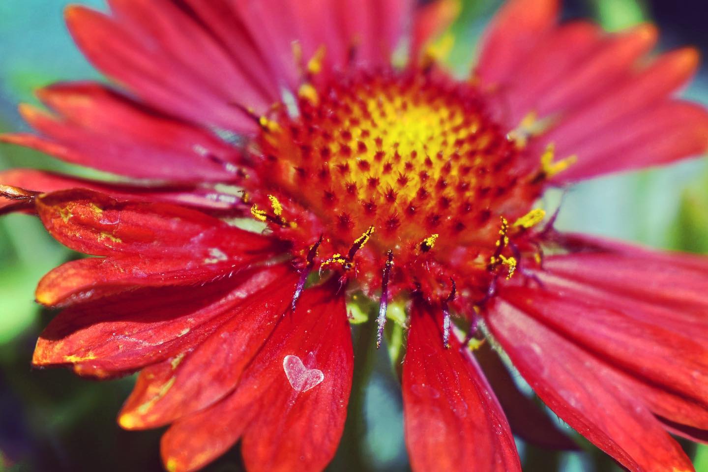 Annuals, Perennials, Shrubs & Trees | terragardens