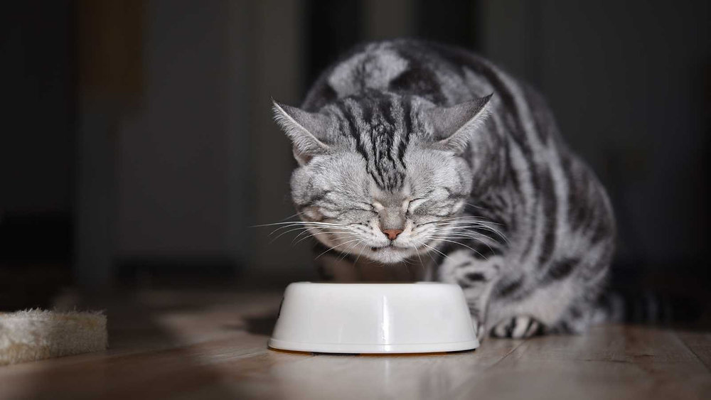 What Is Anorexia In Cats All About Causes And Treatments What Is Anorexia In Cats All About Causes And Treatments