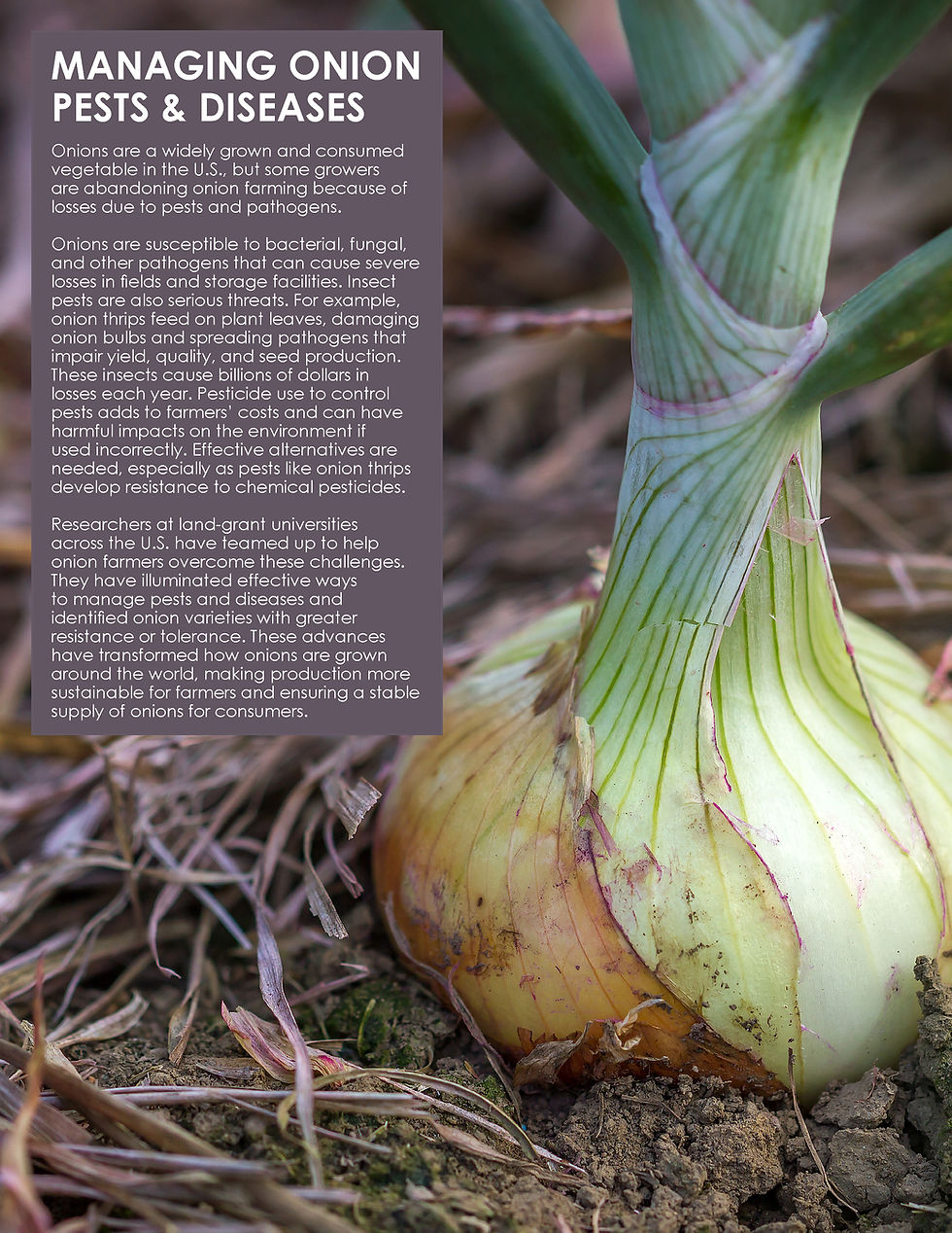 Managing Onion Pests and Diseases