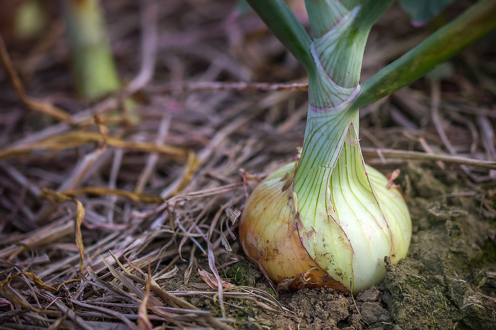 Managing Onion Pests and Diseases