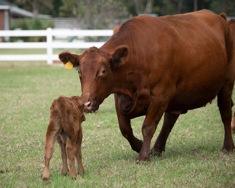 Improving Beef Cattle Genetic Evaluations