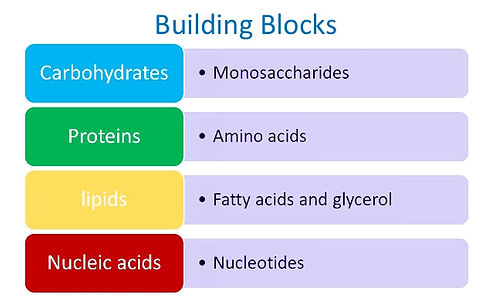 L.18.1 Macromolecules | science