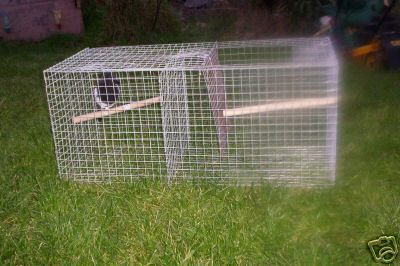 SINGLE ENTRY MAGPIE TRAP / LARSEN , READY TO USE | discount-pest-