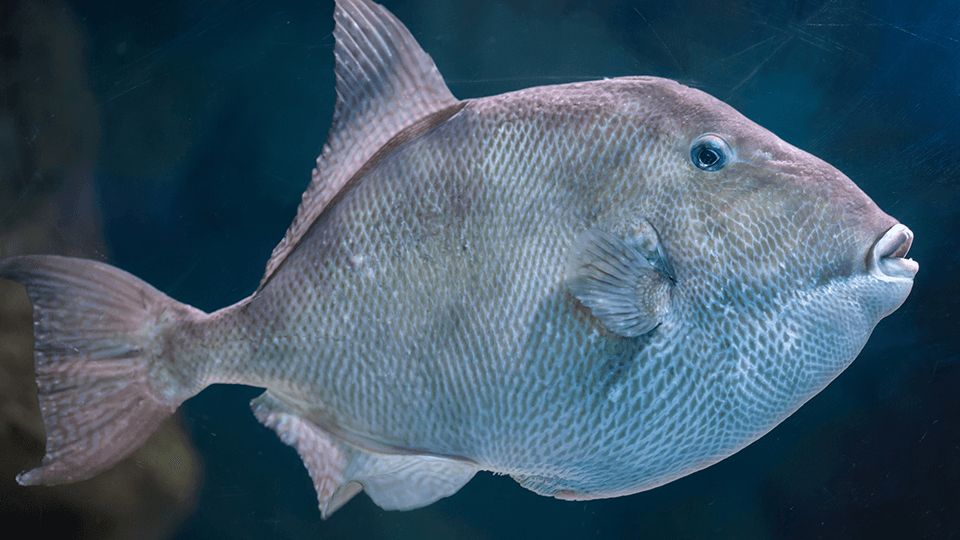 Triggerfish Fishing Guide
