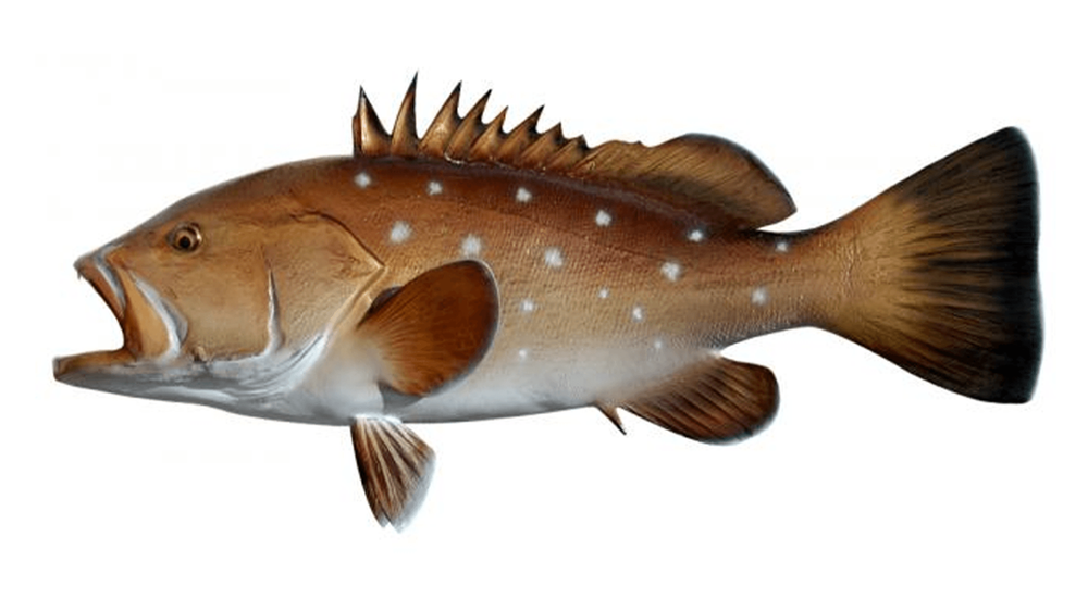Snowy Grouper Fishing Guide