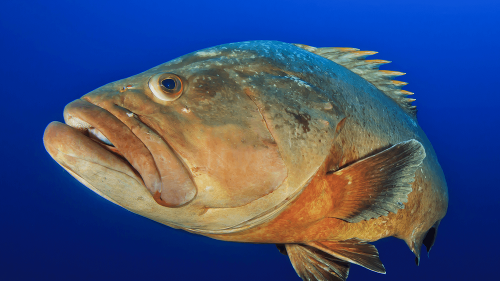 Snowy Grouper Fishing Guide