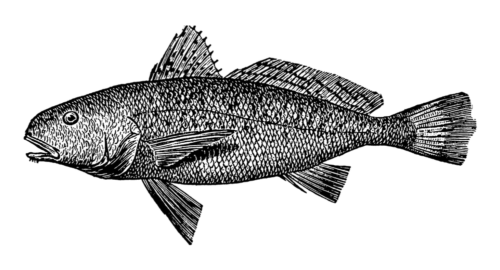 Croaker Fishing Guide | LuLu Fishing Charters