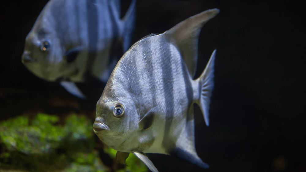 Spadefish Fishing Guide