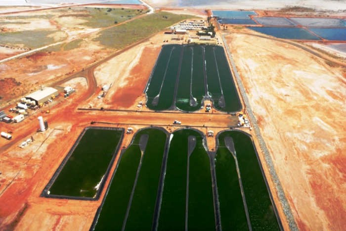 Could algae farming be Australia’s next big thing?