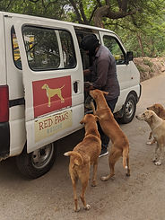 Help Indian Street Dogs | Red Paws Rescue