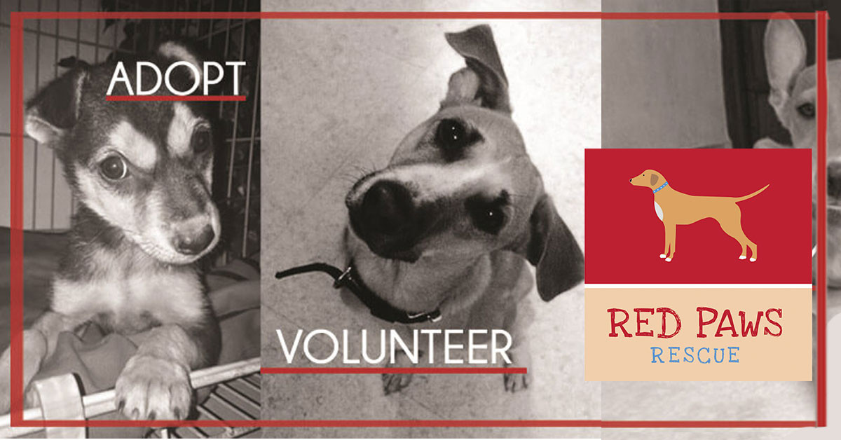 GET INVOLVED | Red Paws Rescue