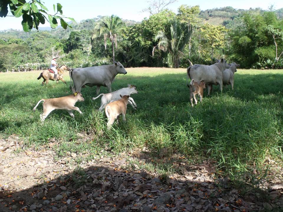 167 Hectares cattle farm Costa Rica