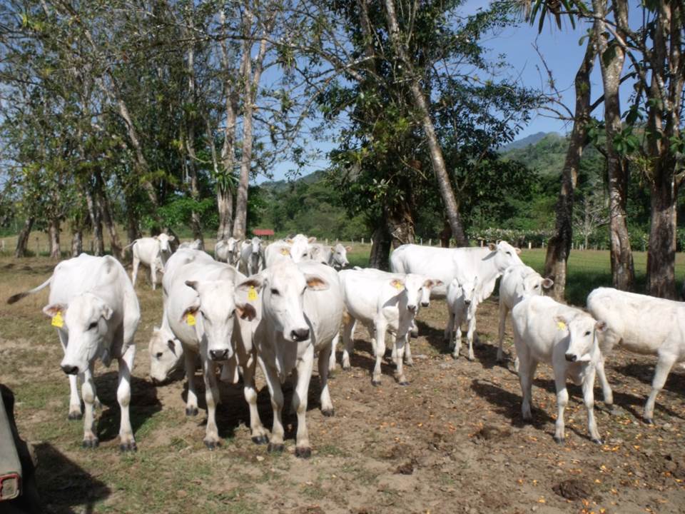 167 Hectares cattle farm Costa Rica