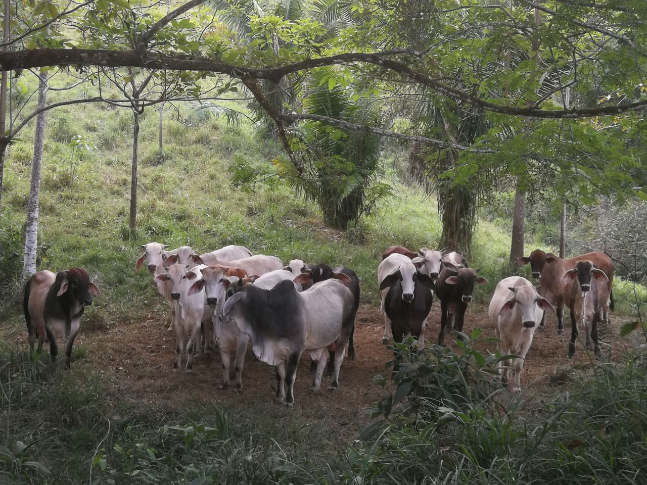 215 acre Ocen View Cattle Farm Costa Rica