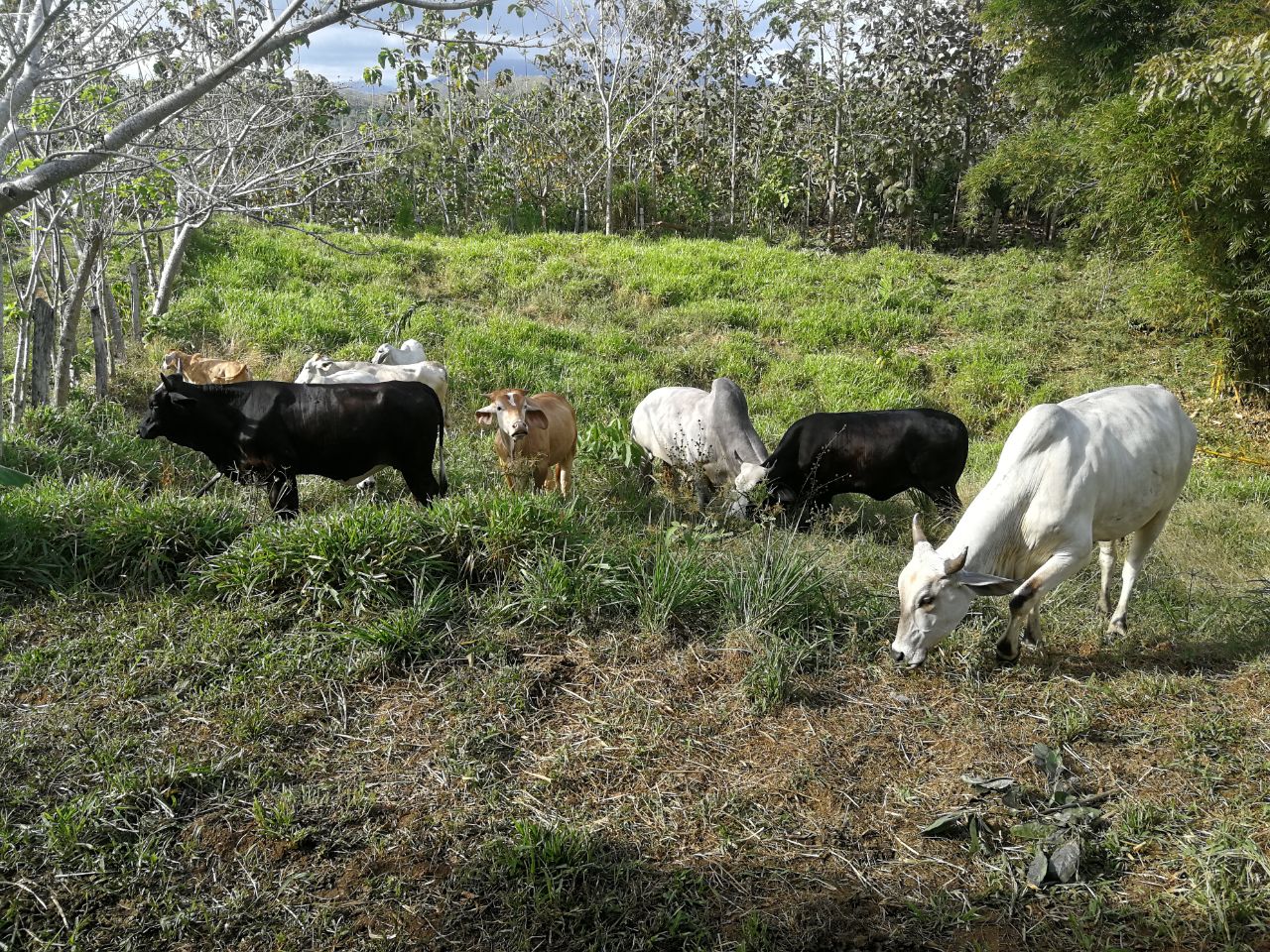 215 acre Ocen View Cattle Farm Costa Rica