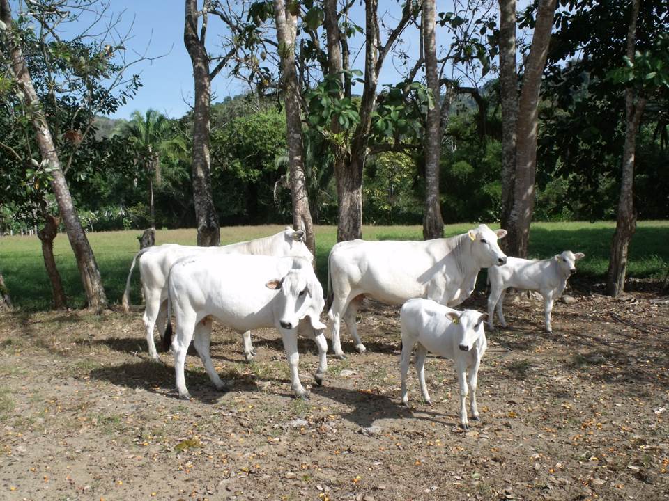 167 Hectares cattle farm Costa Rica