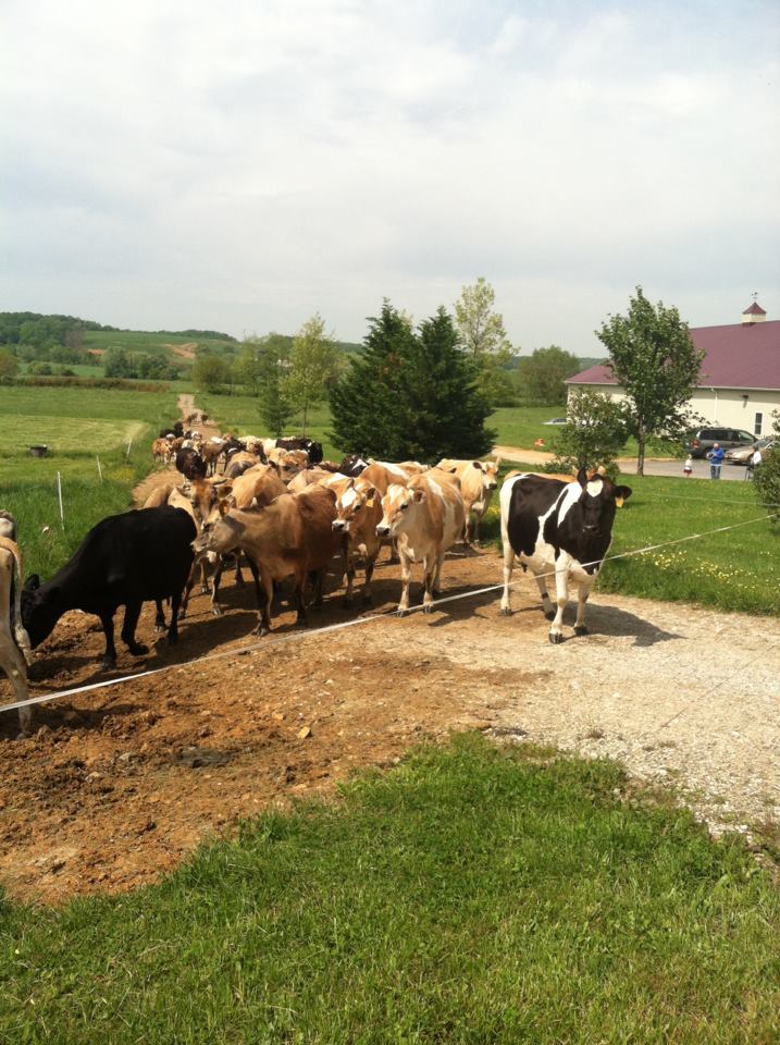 Our Farm | thecreamery